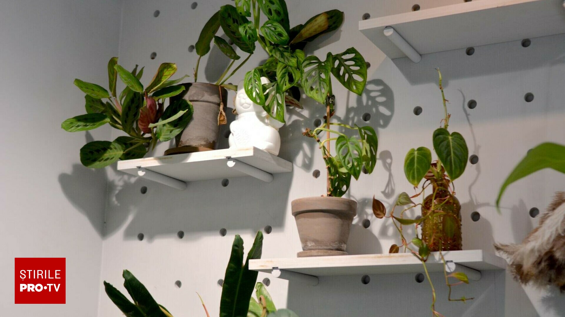 Cum arată planta care „se roagă” și de ce este bine să o avem în casă ...