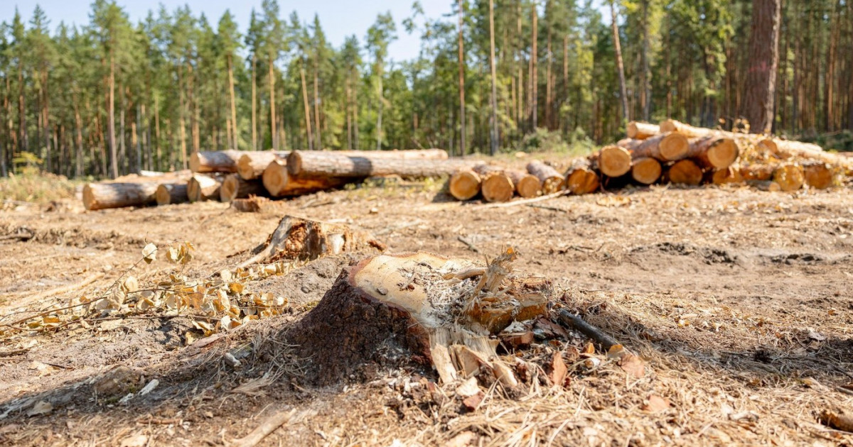 Planeta rămâne fără copaci. Numărul arborilor amenințați cu dispariția ...